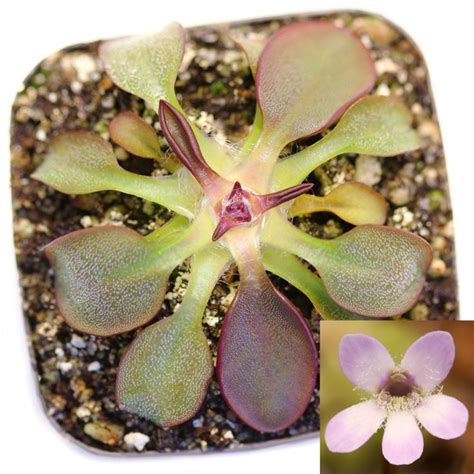 Pinguicula Parvifolia Mexican Butterwort Curious Plant