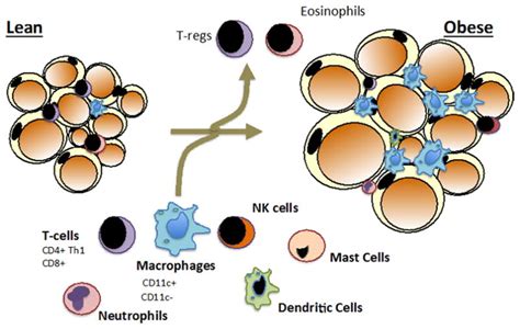 The Immune Cells In Adipose Tissue Pmc
