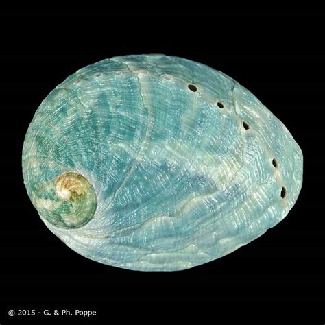 Shell Encyclopedia Conchological Megadatabase Iconographic Overview On Mollusks