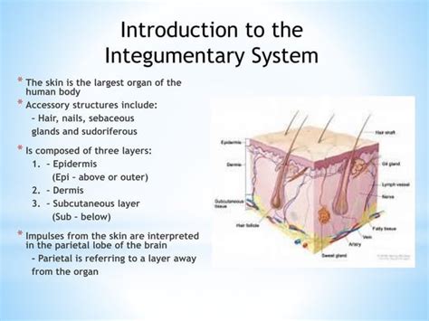 The Integumentary System Pptx Skin And Dermatology Diseases And