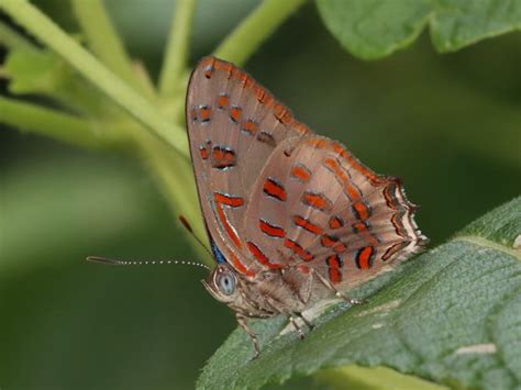 Hypochrysops Polycletus Australian Butterflies