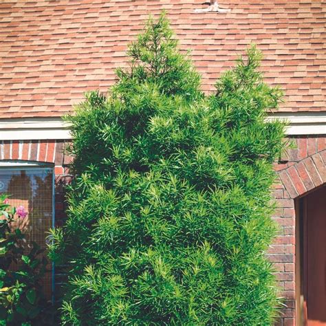 Podocarpus Macrophyllus Maki Yew Plum Pine Siteone