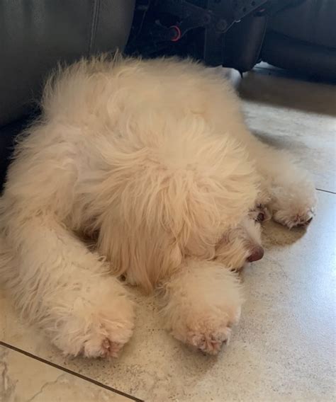 Bones Trained Medium Cockapoo Adopted Train My Doodle