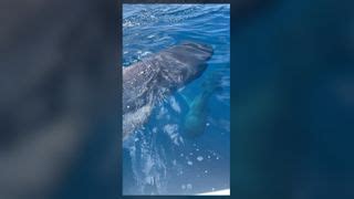 Watch 2 Megamouth Sharks Caught On Video For The 1st Time Ever Live