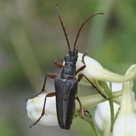 Stenocorus Maybe Stenocorus Bugguide Net