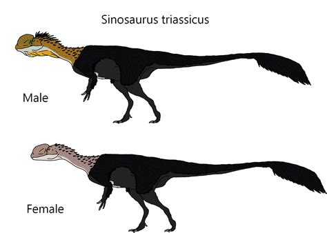 Sinosaurus Triassicus By Draco300 On Deviantart