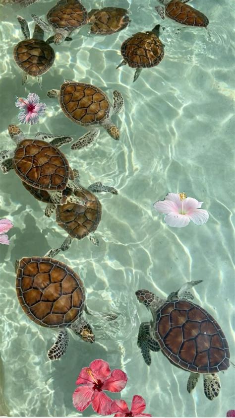Pin By Brenda🙂 On Pretty Landscapes Sea Turtle Pictures Turtle