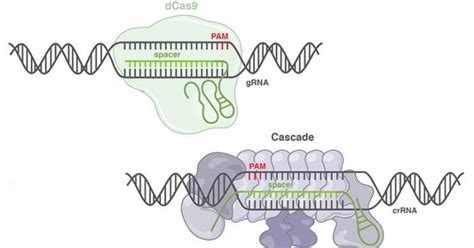 New Crispr Class Expands Genetic Engineering Toolbox Duke Department