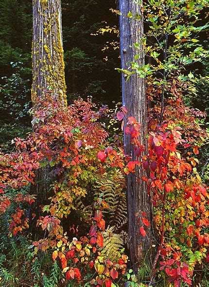 Cedar Trees Photograph At Cedar Trees Nature Tree