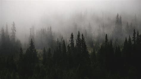 2560x1440 A Forest Filled With Lots Of Trees Covered In Fog 1440p