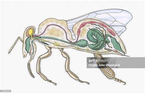 Cross Section Illustration Of Internal Anatomy Of Worker Bee High Res