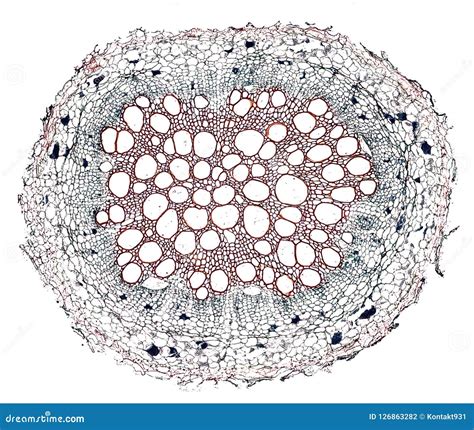 Microscopic Cross Section Cut Of A Root Under The Microscope Stock