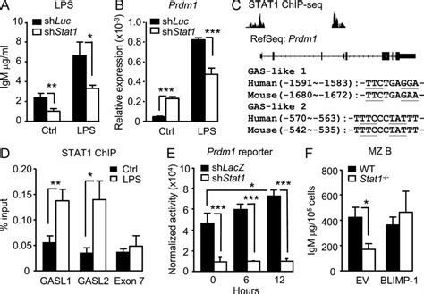 Stat1 Binds To Prdm1 Promoter And Regulates Prdm1 Expression And Igm