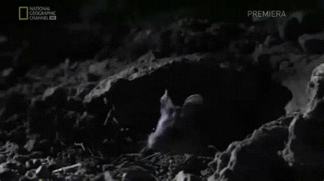 The Very Endangered Screaming Mouse  On Imgur