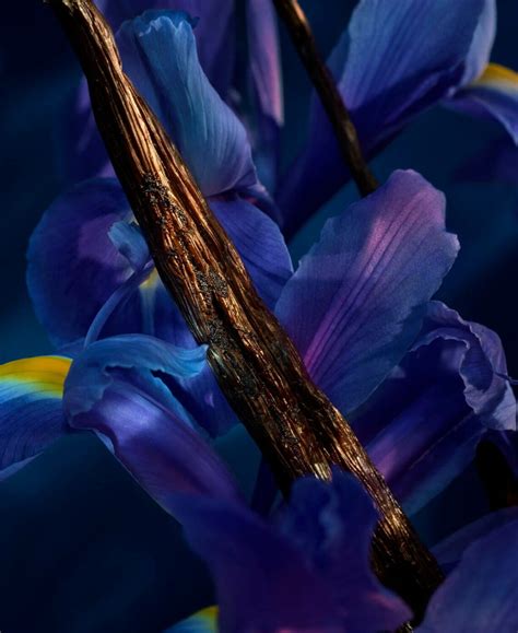 Guerlain Shalimar Millesime Iris A New Twist To The Classic Shalimar