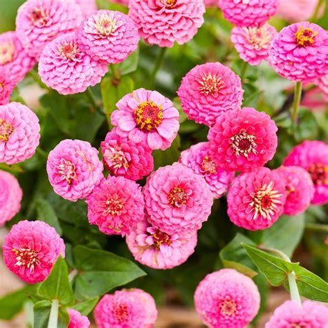 Zinnia Seeds Lilliput Rose Flower Seeds In Packets And Bulk Eden