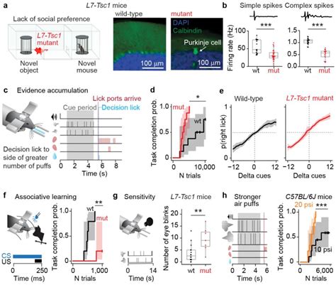 Figure 1 From Enhanced Learning And Sensory Salience In A Cerebellar Mouse Autism Model