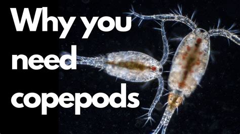 Why You Need To Add Copepods To Your Reef Tank