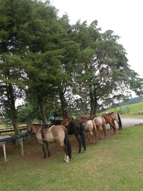 Passeio A Cavalo Na Vinícola Thera Wine Locals