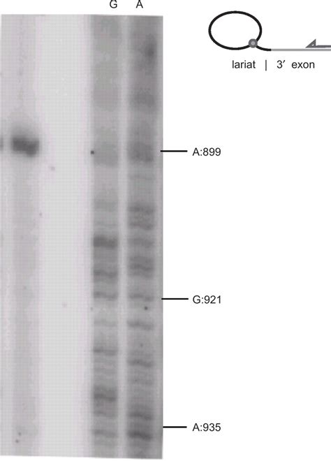 Reverse Transcriptase Primer Extension For Detection Of B C I4 Lariat Download Scientific