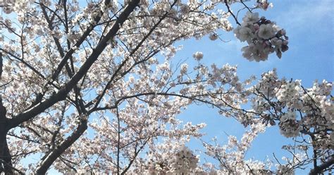 The Kitchen Holiday Chia Fresca Cherry Blossom