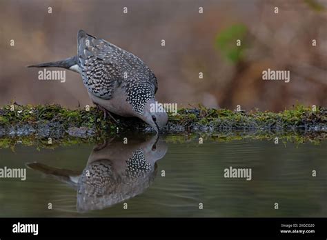 He Spotted Dove Or Eastern Spotted Dove Is A Small And Common Resident