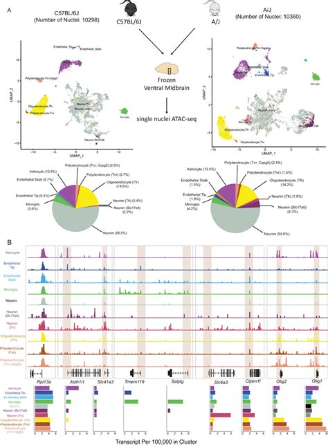 Midbrain Snatac Seq Identifies Cell Type Specific Accessibility A