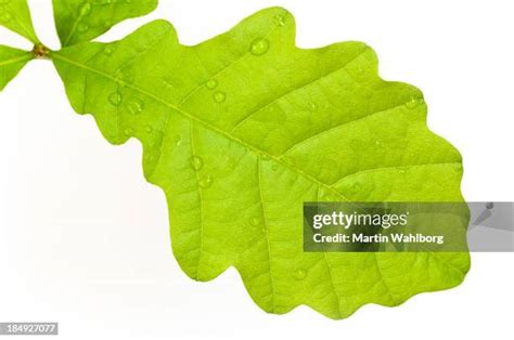 Oak Leaf Macro Photos And Premium High Res Pictures Getty Images
