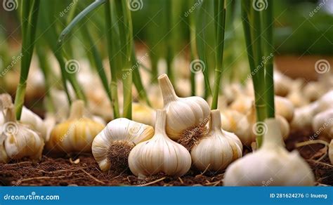 Plantas De Ajo Cultivadas En El Huerto Ai Generativo Stock De