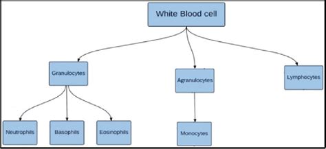 Classification Of Wbcs Download Scientific Diagram