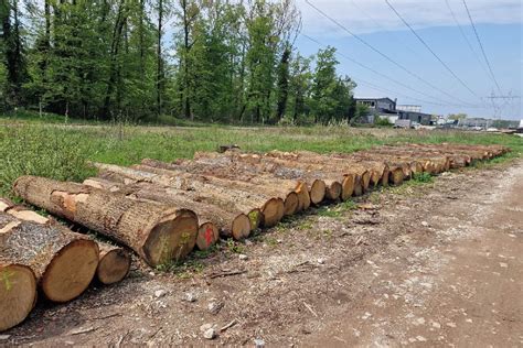 Oak Logs LUX LES Dom Dekor