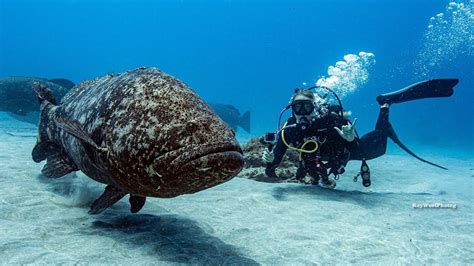 Goliath Grouper Spawn Off Florida Scuba Dive Youtube