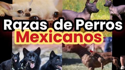 Raza De Perros Mexicanos Algunos En Peligro De Extinción Youtube