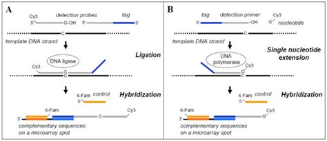 Principle Of Ligation Detection And Minisequencing Reactions A Two