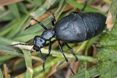 Wild And Free Montana Sex Lies And Triungulins The Blister Oil Beetles