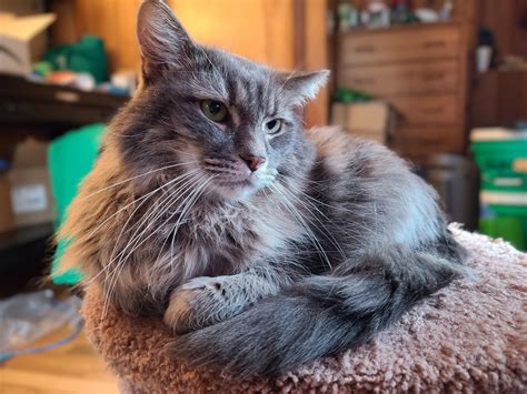 Fluff Butt Album On Imgur