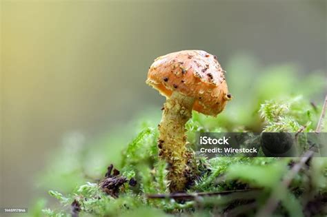 Closeup Of Pholiota Flammans Commonly Known As The Yellow Pholiota The