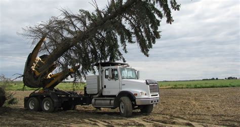 Tree Moving Diamond Tree Moving Ltd