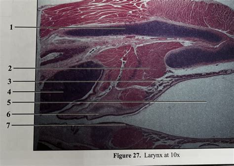 Larynx Lab 8 Diagram Quizlet