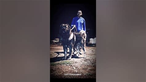 Caucasian Ovcharka💯 Youtube