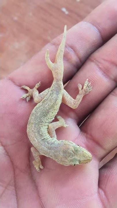 ជីង ចក់កន្ទុយពីរ Youtube