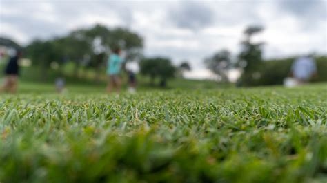 Bentgrass — Jacklinseed