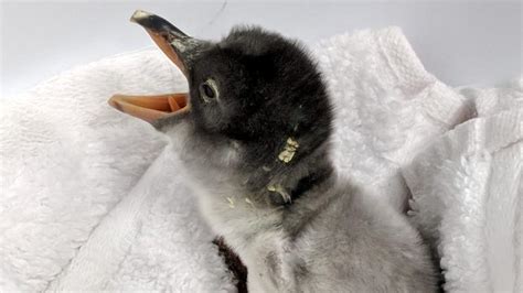 Cue The Awws Sydneys Same Sex Penguins Welcome Chick Into The World Trending