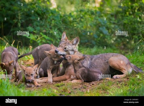 Grey Wolf Canis Lupus Mother And Two Month Old Cubs Pups Begging For