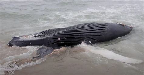 Dead Humpback Whale