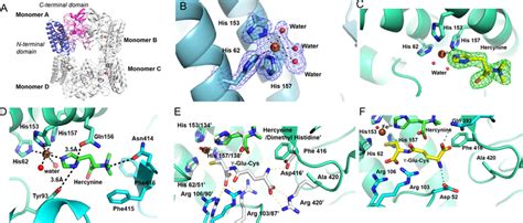 Crystal Structure Of The Ergothioneine Sulfoxide Synthase From