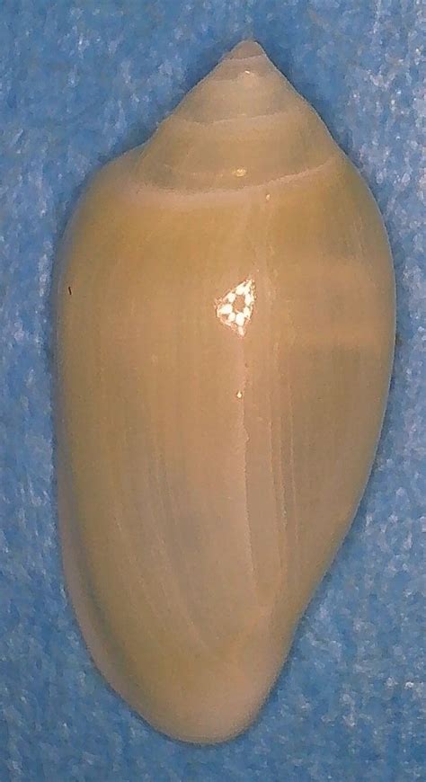 Prunum Succineum Conrad 1846