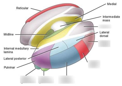 Neuroanatomy Exam I The Thalamus Diagram Quizlet