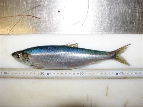 Atlantic Herring