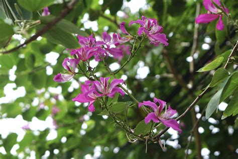 How To Grow And Care For Hong Kong Orchid Tree
